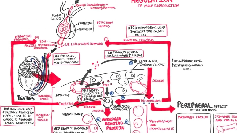 Hormones Of The Male Reproductive System 